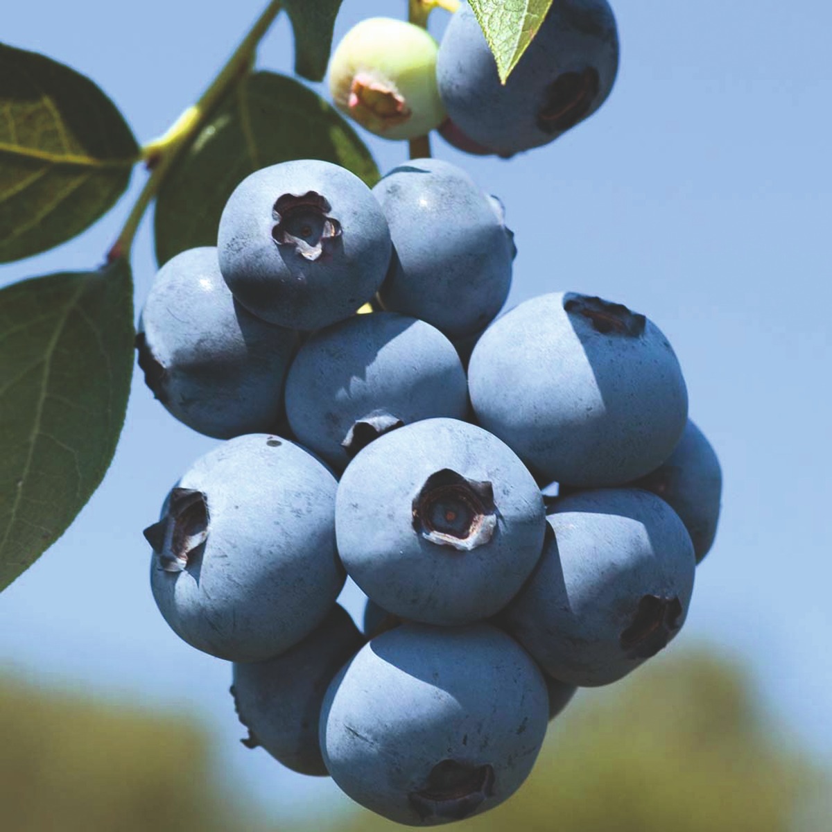 Mirtillo Gigante Americano Ricano Duke Agricolashop 01097689 | AgricolaShop