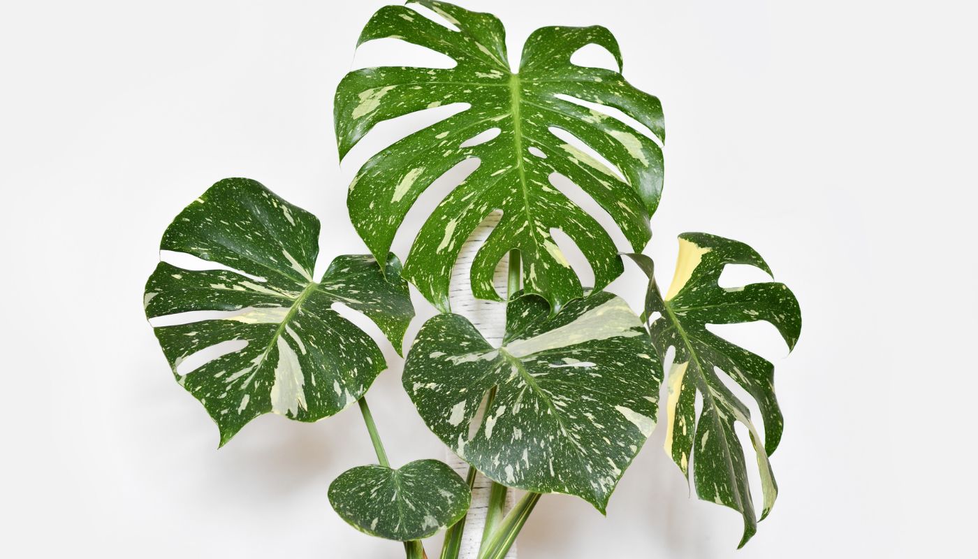 Scopri tutte le caratteristiche della Monstera Thai Constellation ...